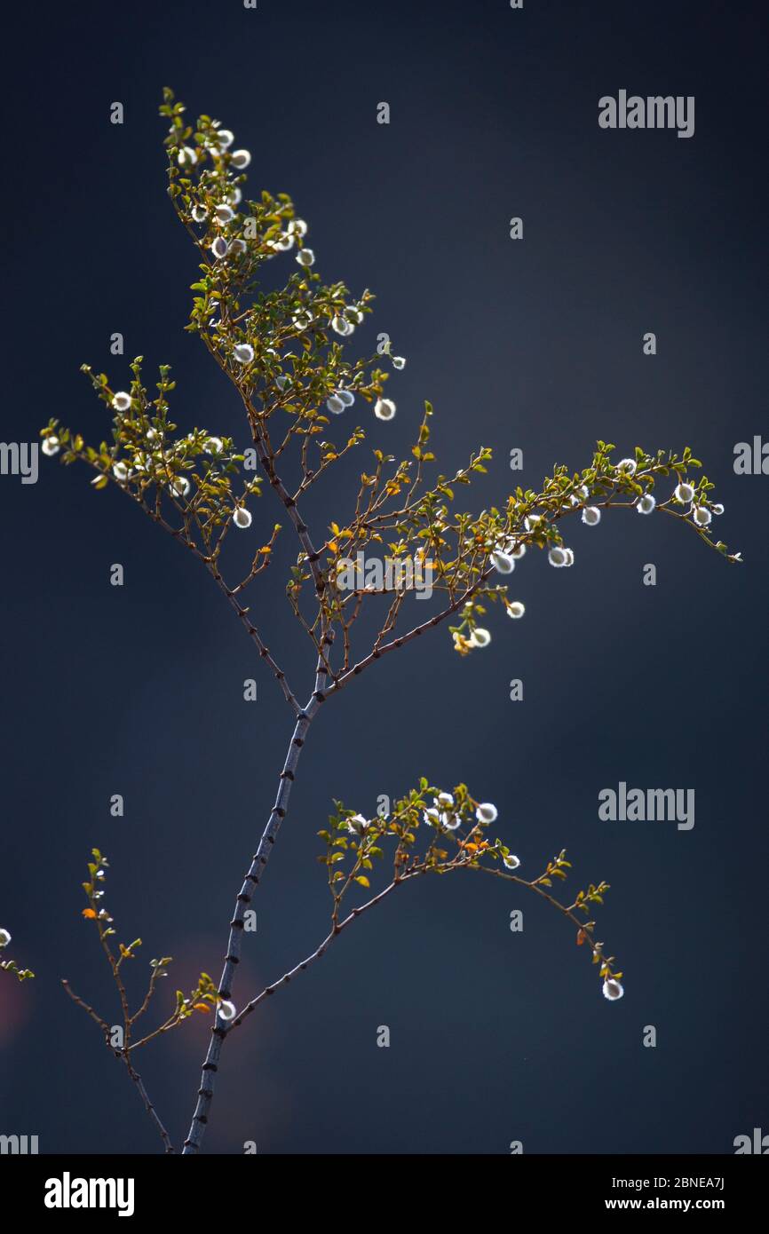 Larrea mexicana -Fotos und -Bildmaterial in hoher Auflösung – Alamy