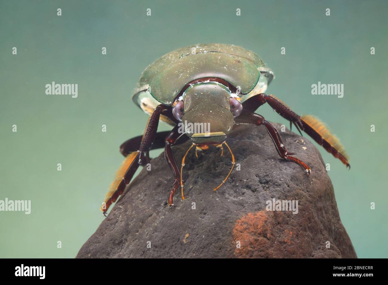 Großer kolbenwasserkäfer -Fotos und -Bildmaterial in hoher Auflösung ...