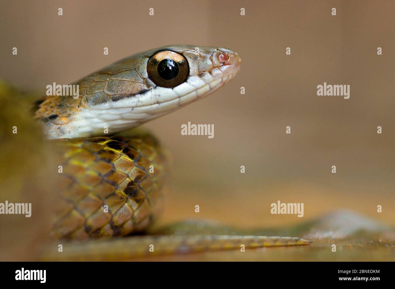 Rita rica -Fotos und -Bildmaterial in hoher Auflösung – Alamy