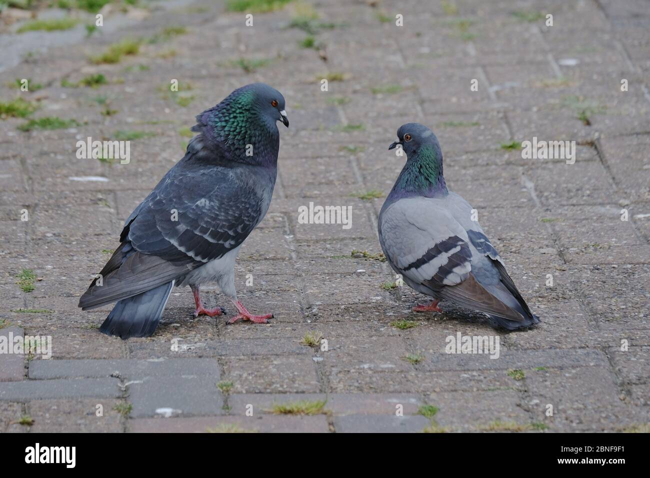 Das Balz-Ritual der Wildtaube (Columba livia domestica) sieht das ...