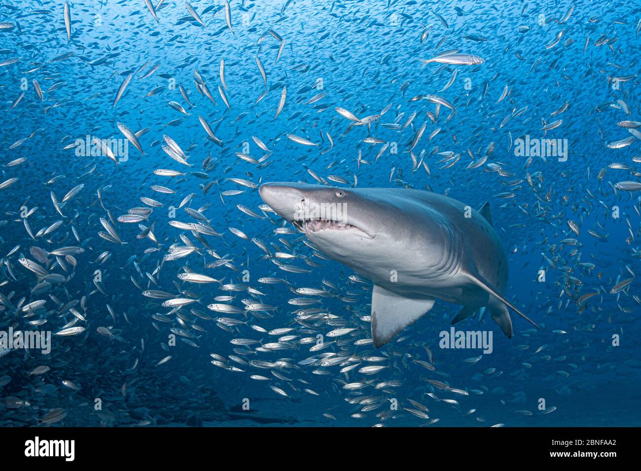 Sand tiger shark -Fotos und -Bildmaterial in hoher Auflösung – Alamy