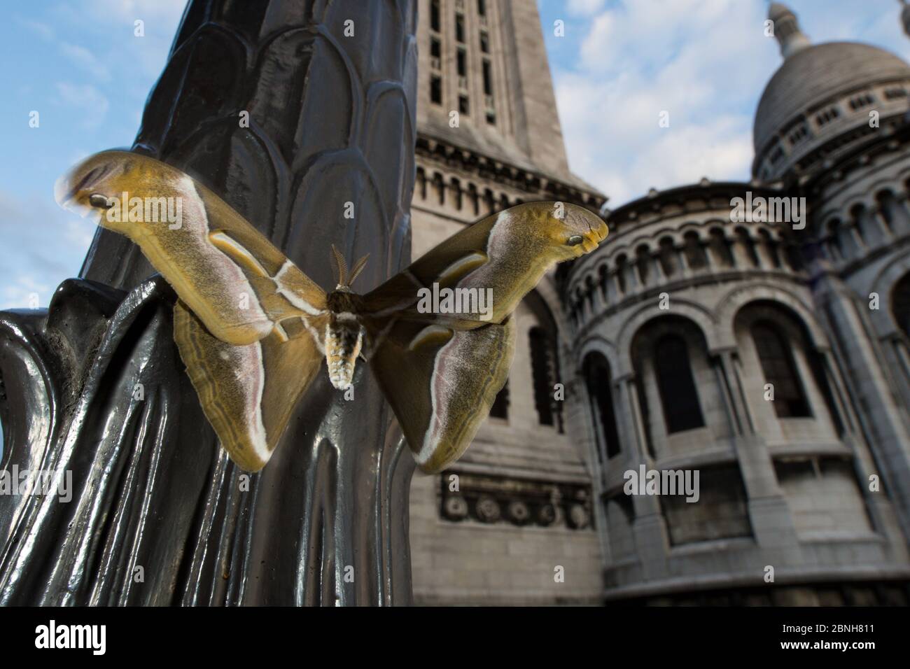 Samia cynthia -Fotos und -Bildmaterial in hoher Auflösung – Alamy
