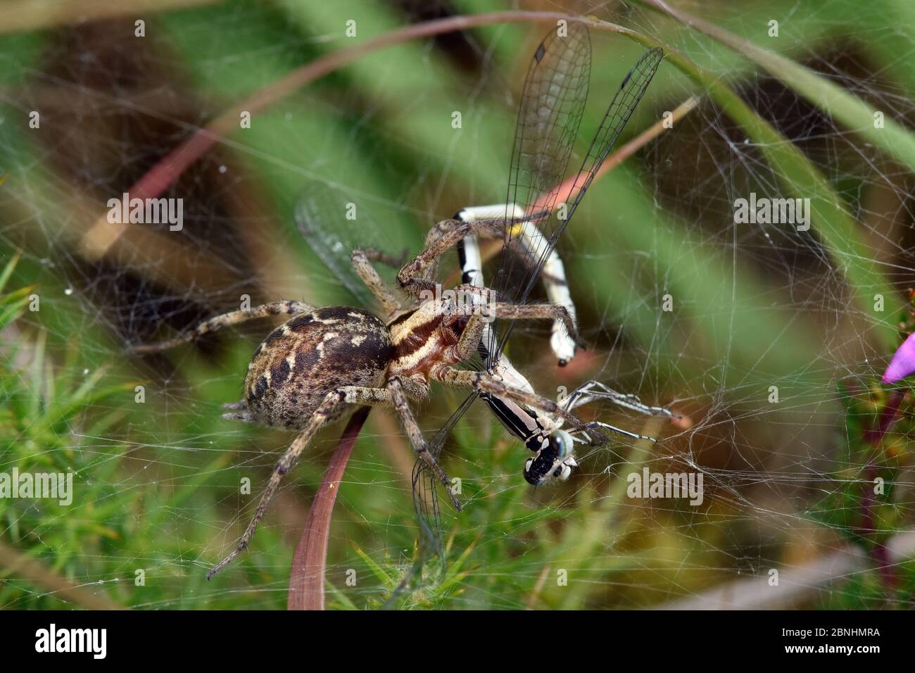 Labyrinth spinne agelena -Fotos und -Bildmaterial in hoher Auflösung ...