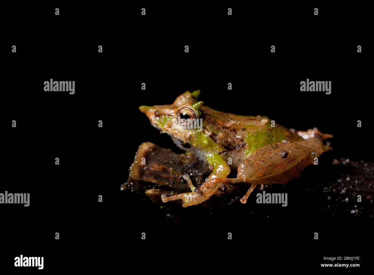 Pinocchio frosch -Fotos und -Bildmaterial in hoher Auflösung – Alamy