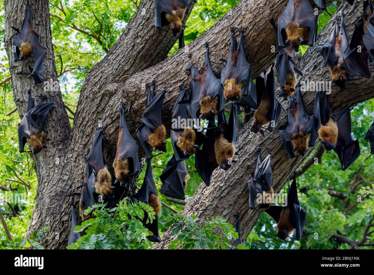 Pteropus giganteus -Fotos und -Bildmaterial in hoher Auflösung – Alamy
