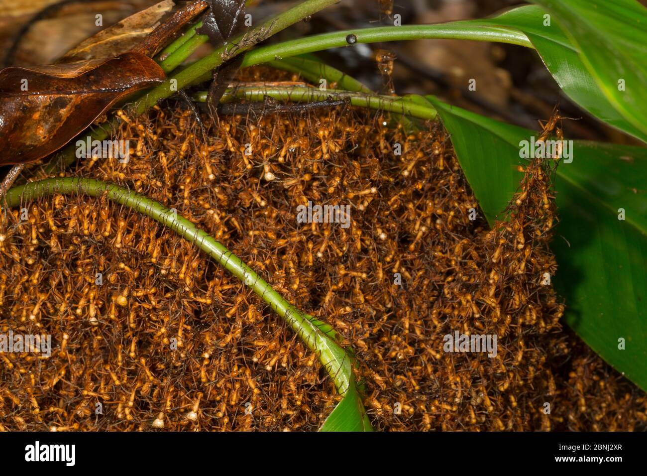 Army ant bivouac -Fotos und -Bildmaterial in hoher Auflösung – Alamy
