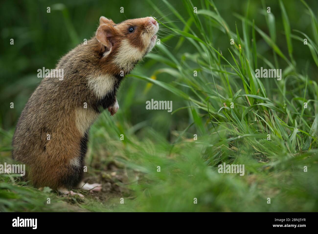 Cricetus im gras Stockfotos und -bilder Kaufen - Alamy