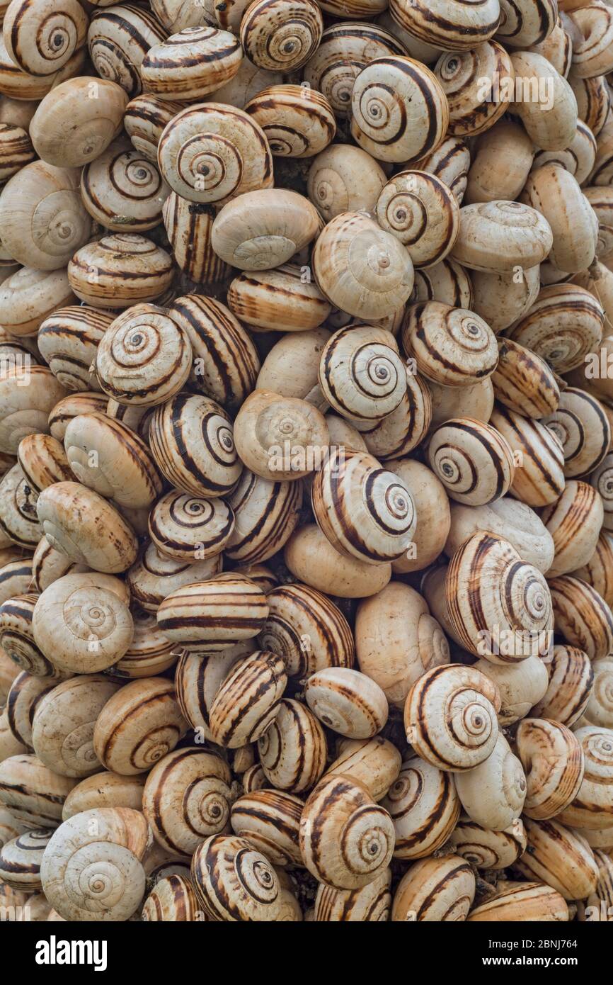 Sandhill snail -Fotos und -Bildmaterial in hoher Auflösung – Alamy
