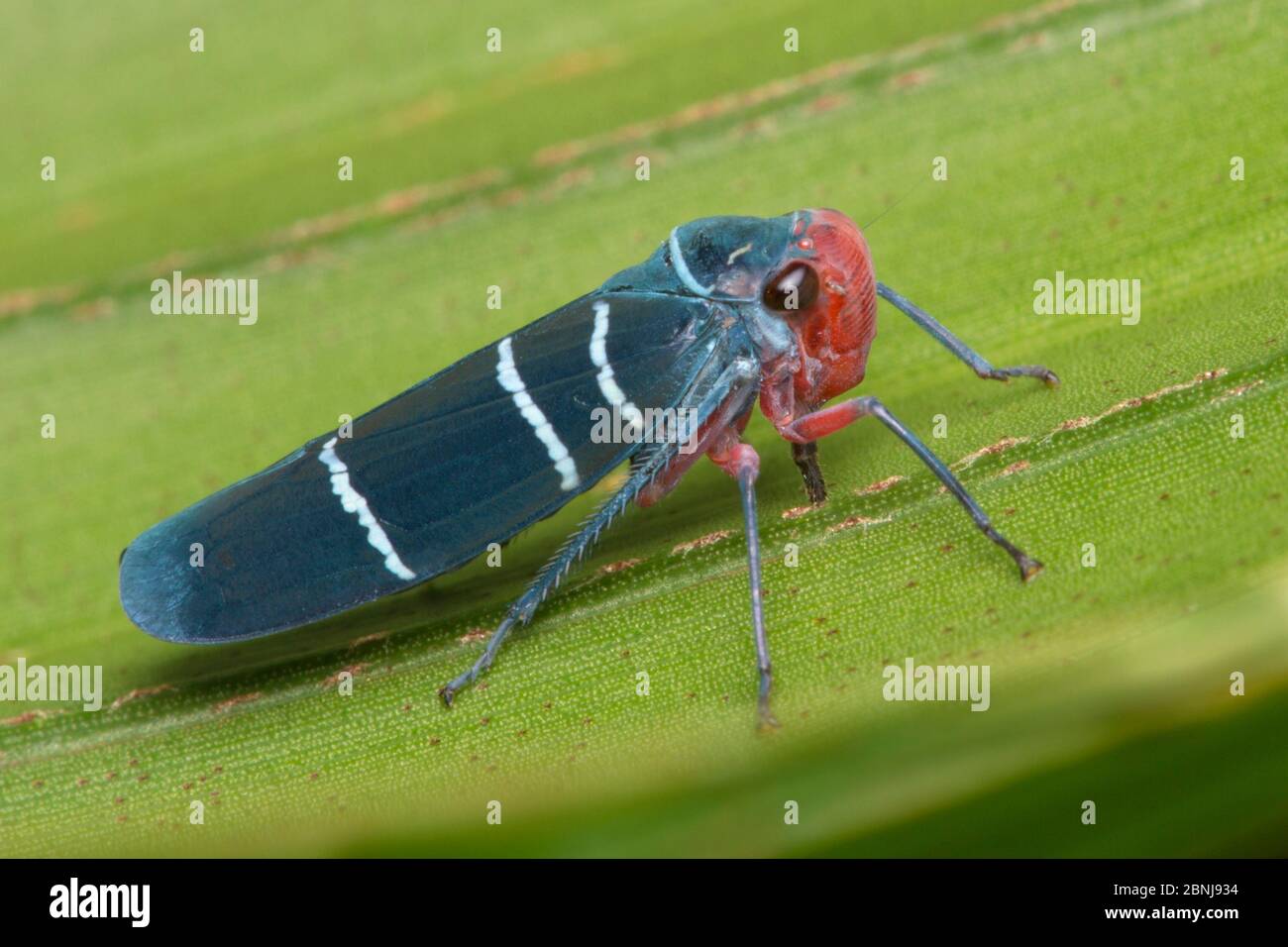 Insekt der osa halbinsel -Fotos und -Bildmaterial in hoher Auflösung ...