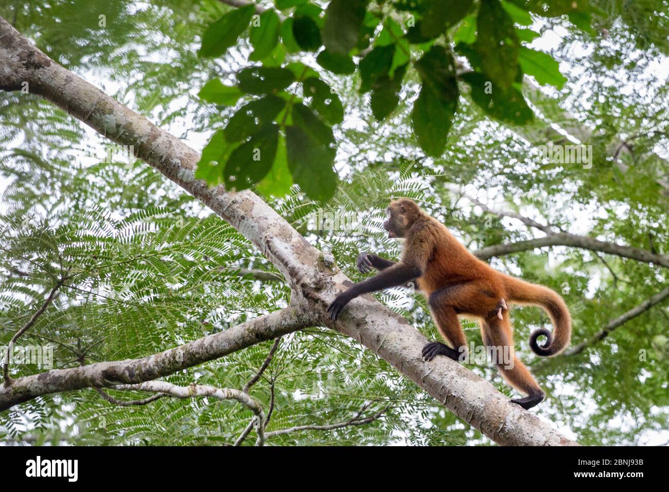 Schwarzhändige Spinnenaffe (Ateles geoffroyi) Osa Peninsula, Costa Rica ...