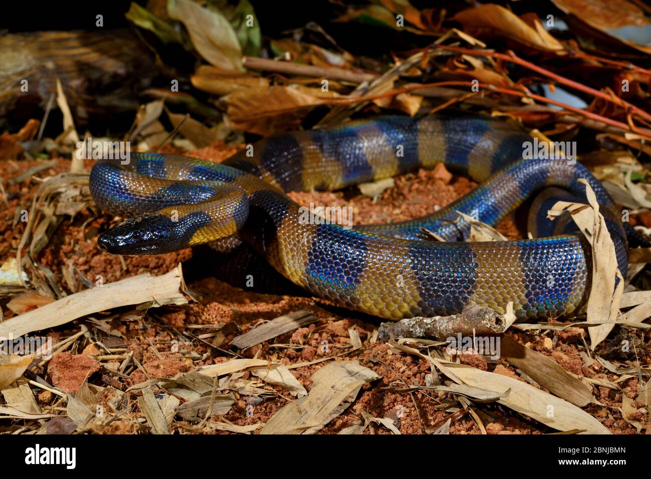 Bismarck beringte python -Fotos und -Bildmaterial in hoher Auflösung ...