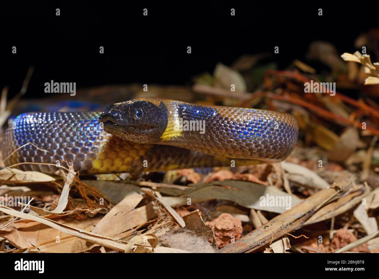 Bismarck beringte python -Fotos und -Bildmaterial in hoher Auflösung ...