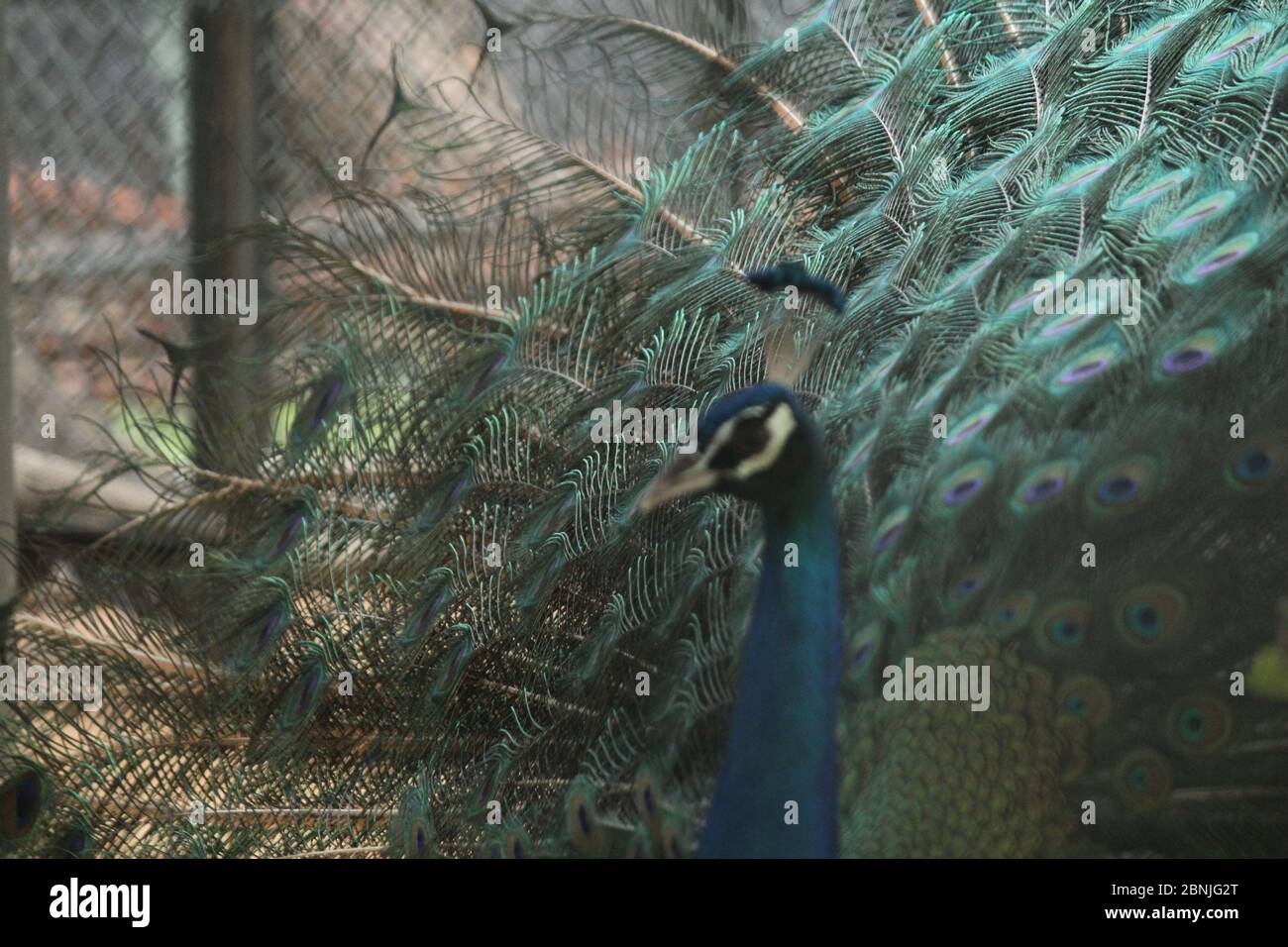Pfaus speichern -Fotos und -Bildmaterial in hoher Auflösung – Alamy