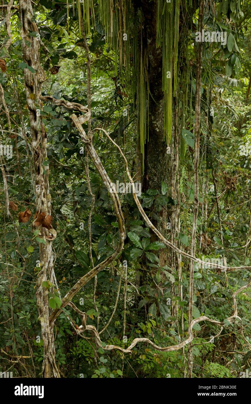 Regenwaldbaum mit Lianen bedeckt, meist Bauhinia sp. Dieser Baum ist ...