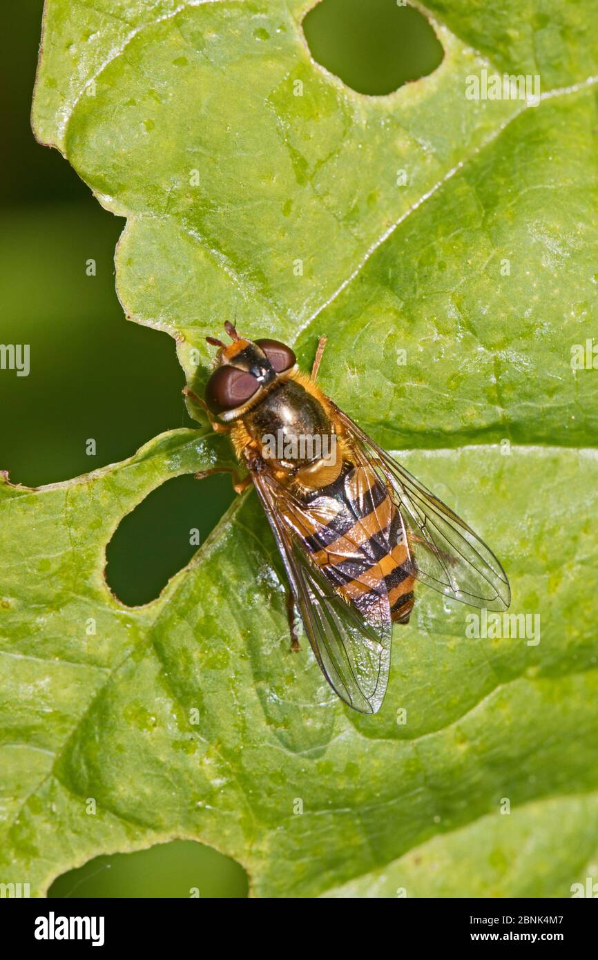 Epistrophe Melanostoma Stockfotos und -bilder Kaufen - Alamy