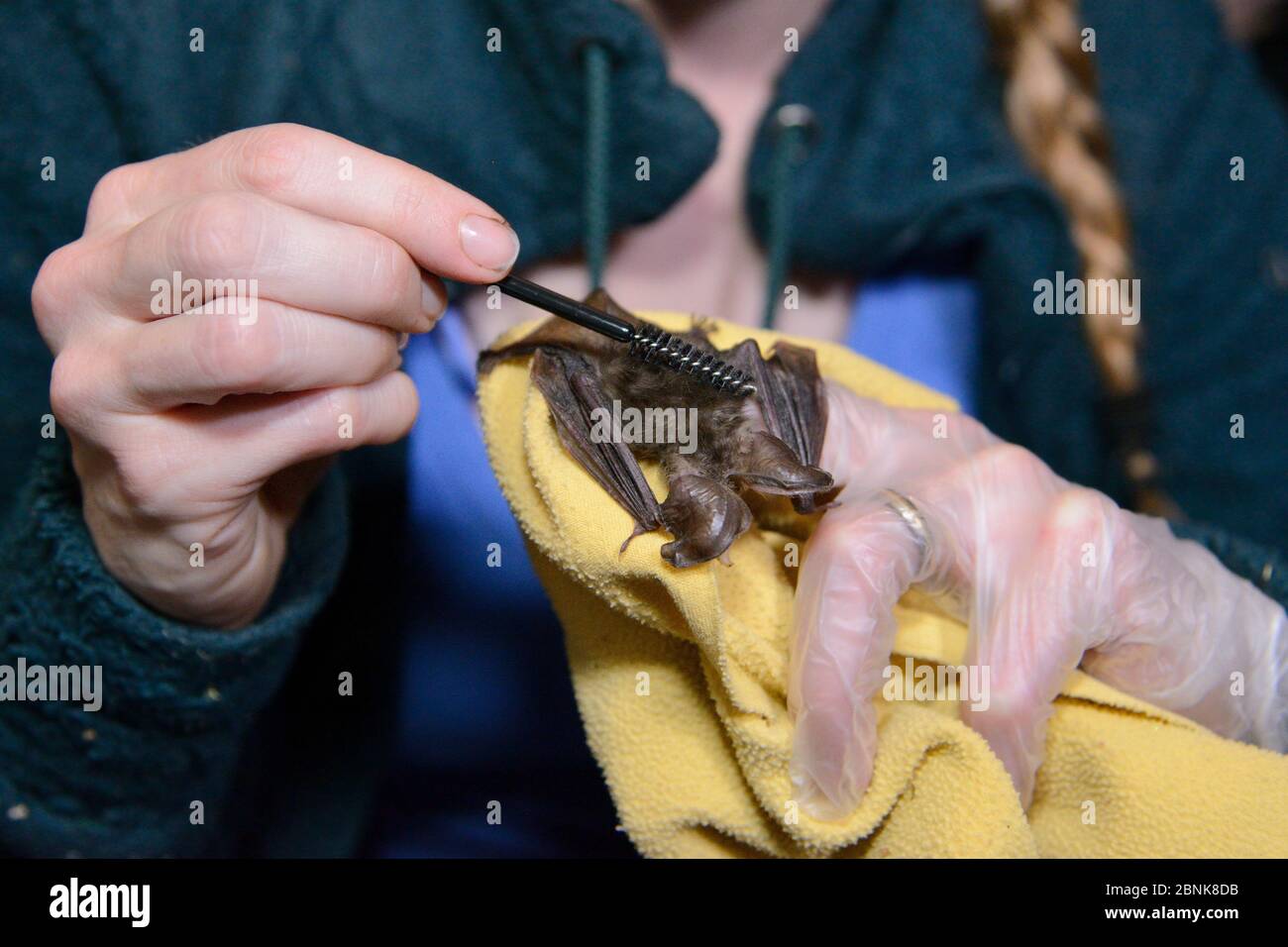 Samantha Pickering Pflege ein geretteten braunen langohrigen Fledermaus ...