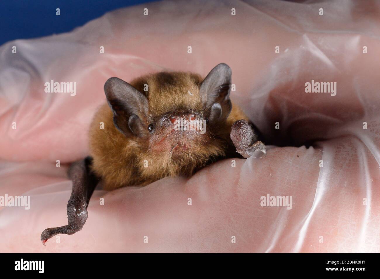 Gerettet verlassenen Sopran pipistrelle Fledermaus Welpen (Pipistrellus ...