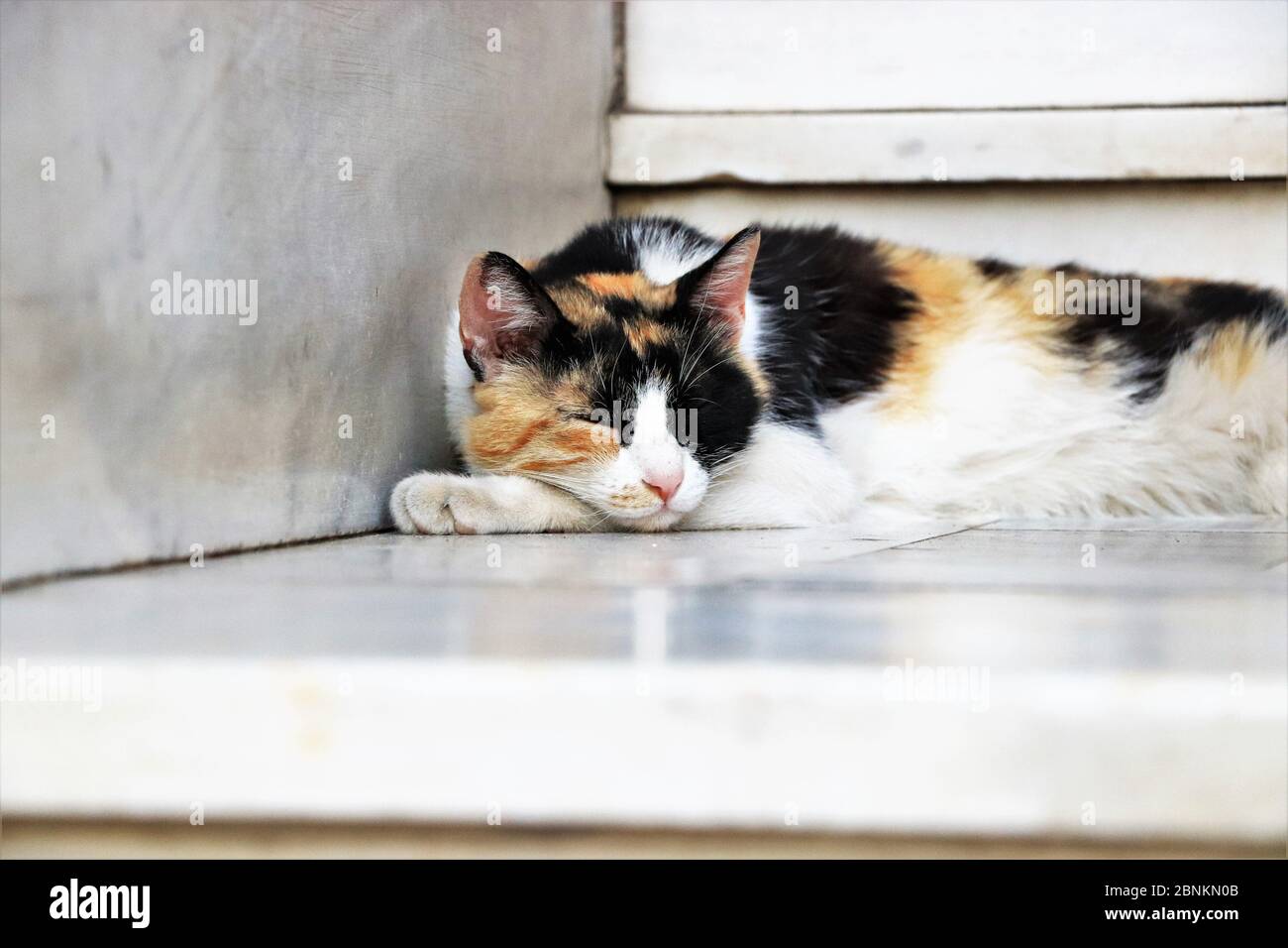 Friedliche katze -Fotos und -Bildmaterial in hoher Auflösung – Alamy