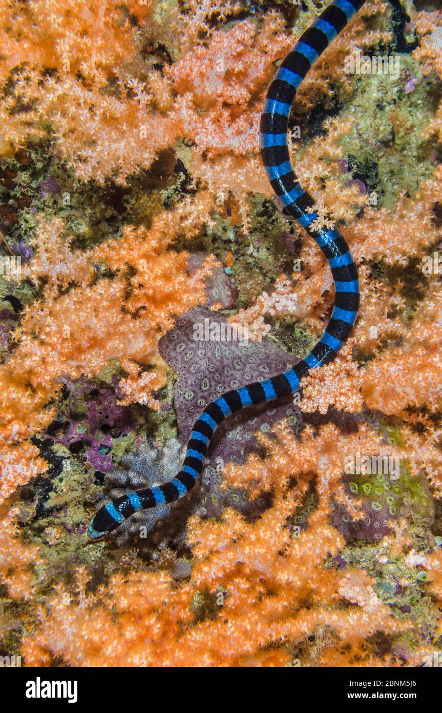 Scleronephthya sp -Fotos und -Bildmaterial in hoher Auflösung – Alamy