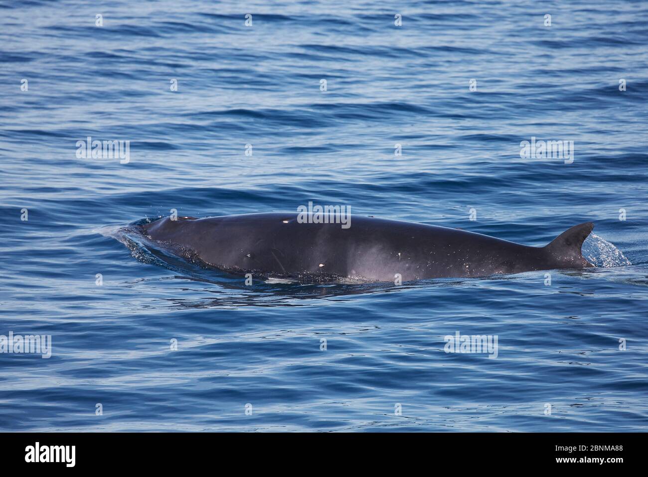 Gemeinsame/nördlicher Zwergwal (Balaenoptera acutorostarta) auftauchen ...