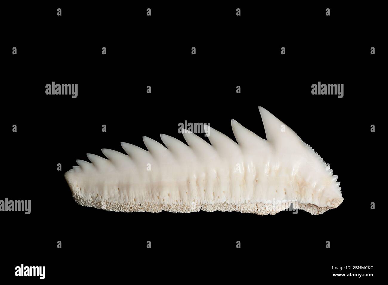 Bluntnose sixgill shark hexanchus griseus -Fotos und -Bildmaterial in ...