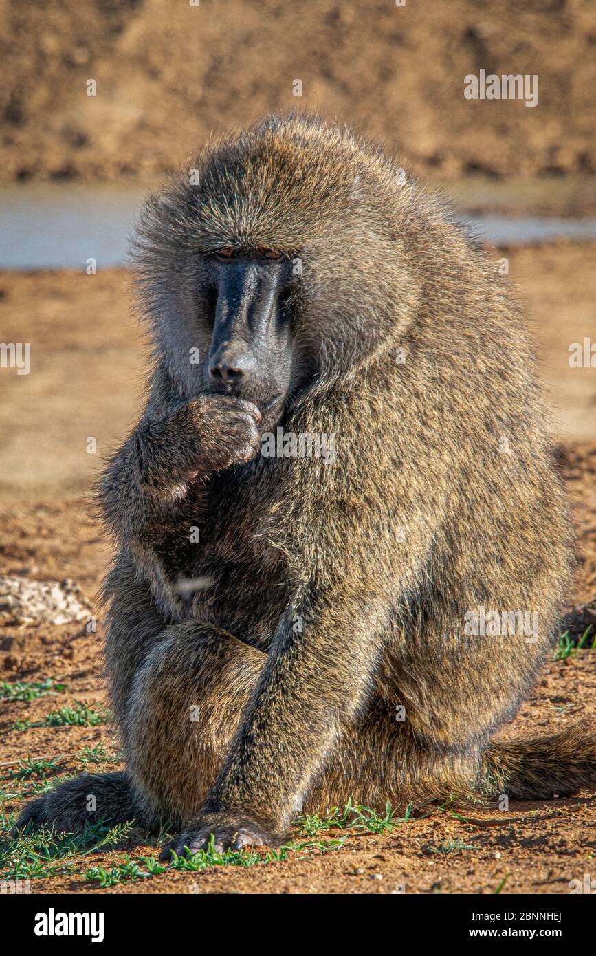 Männlich pavian -Fotos und -Bildmaterial in hoher Auflösung – Alamy