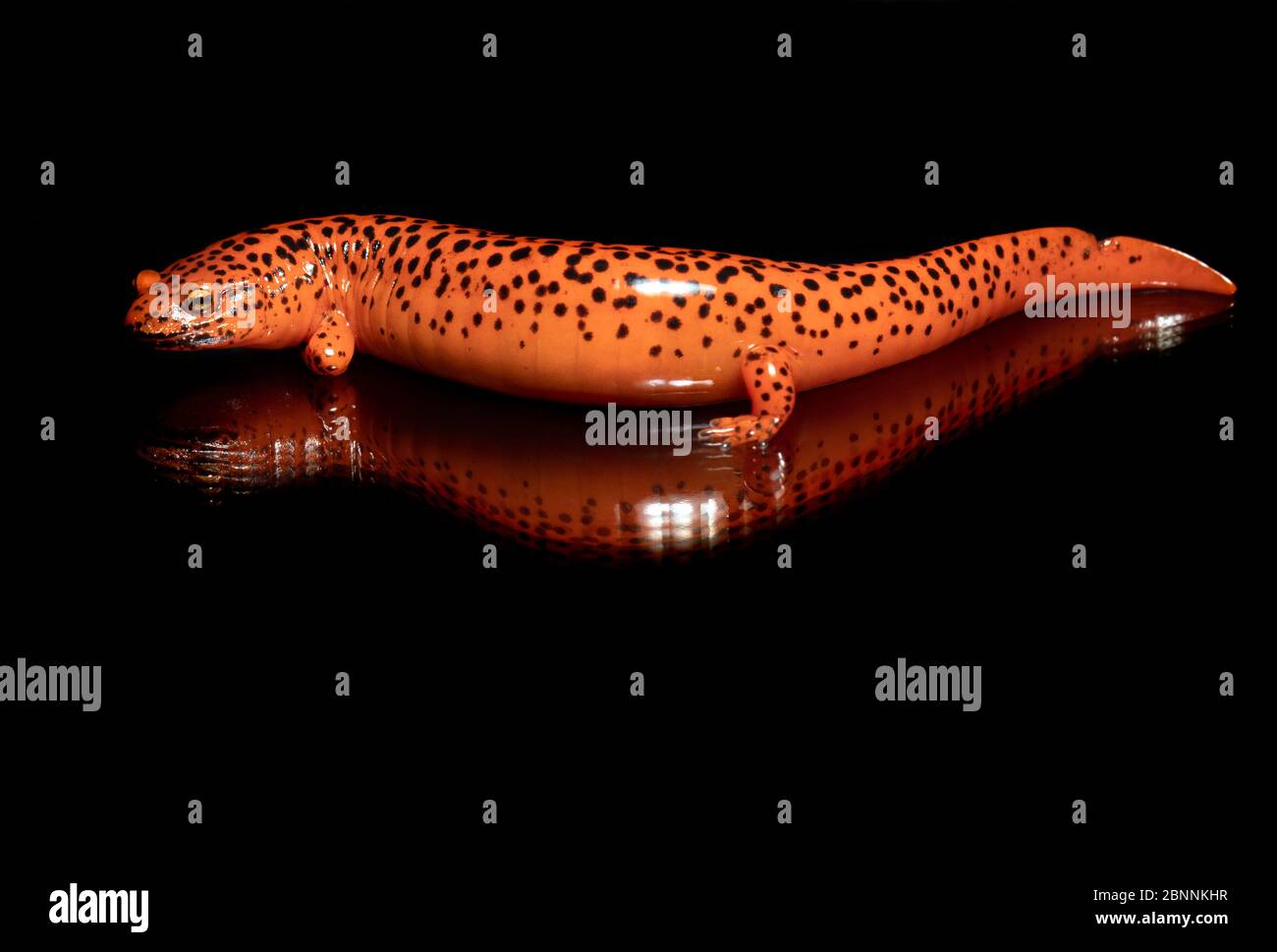 Roter Salamander (Pseudotriton ruber) [Wild - kontrolliertes Exemplar ...