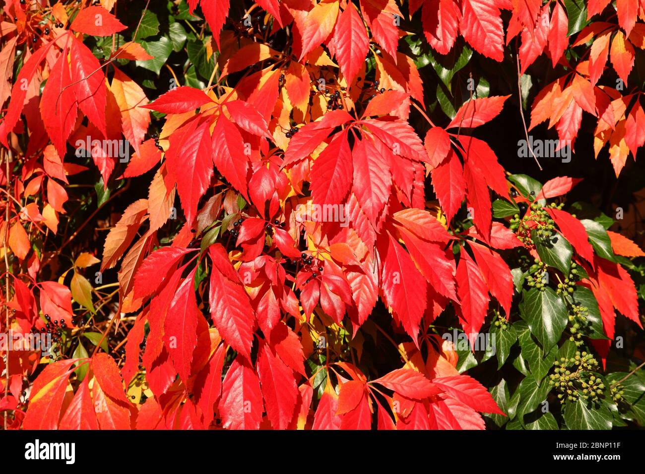 Rot verfärbte Blätter von Wildwein (Vitis vinifera Subsp Sylvestris) im ...
