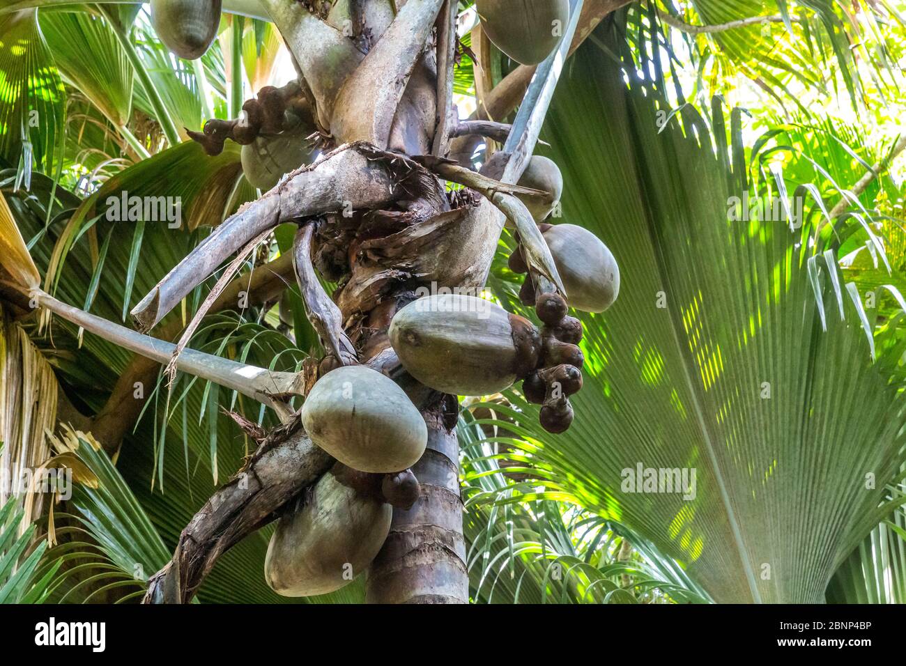 Frucht der seychellenpalme lodoicea maldivica -Fotos und -Bildmaterial ...