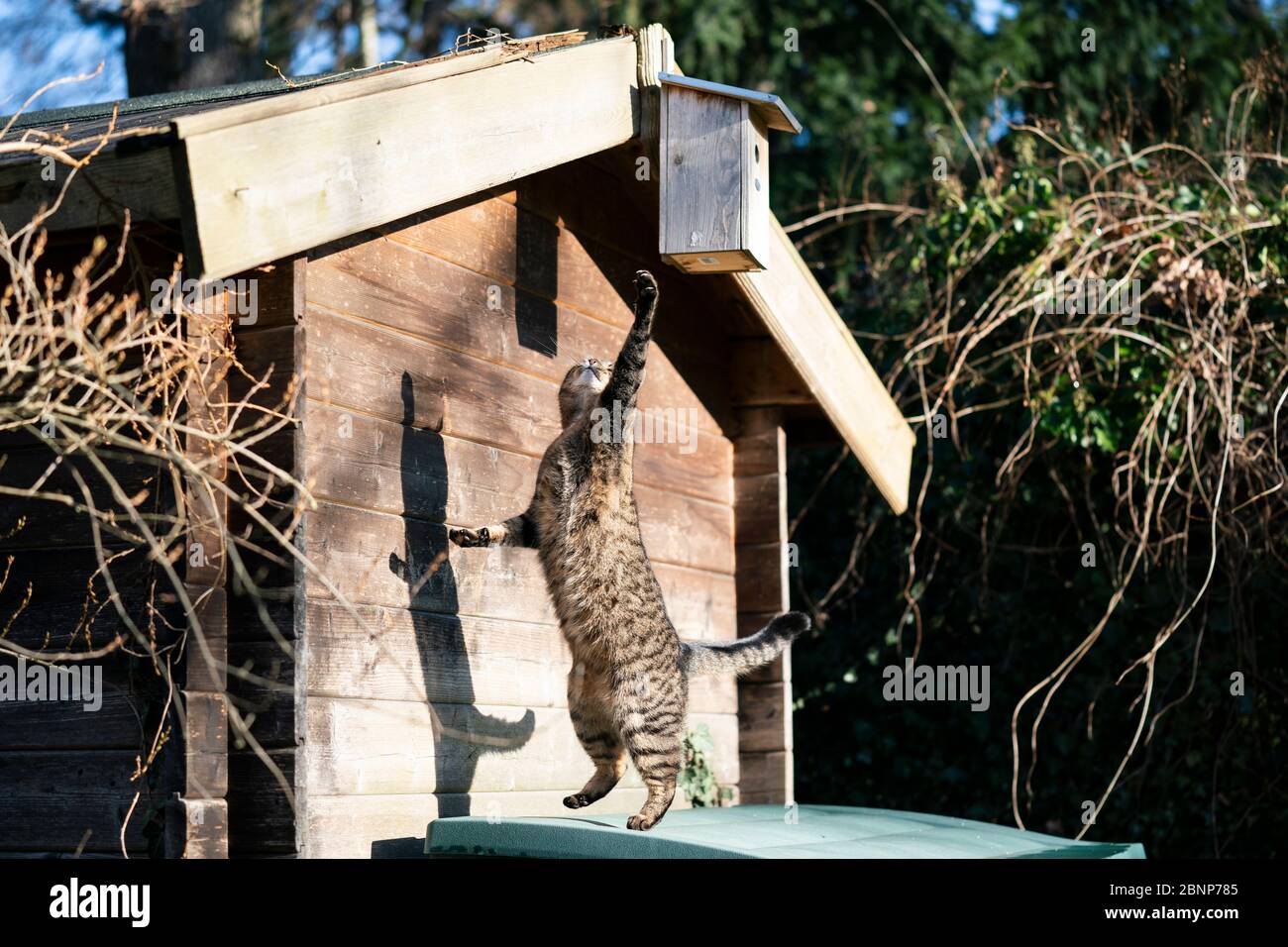 Katze sprang auf -Fotos und -Bildmaterial in hoher Auflösung – Alamy