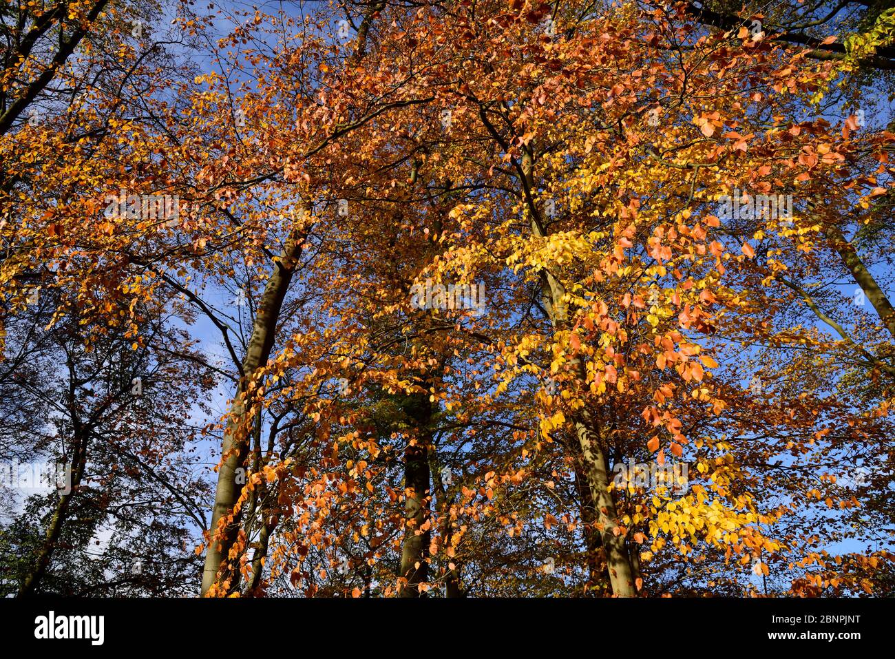 Laub laubbaum Stockfotos und -bilder Kaufen - Alamy