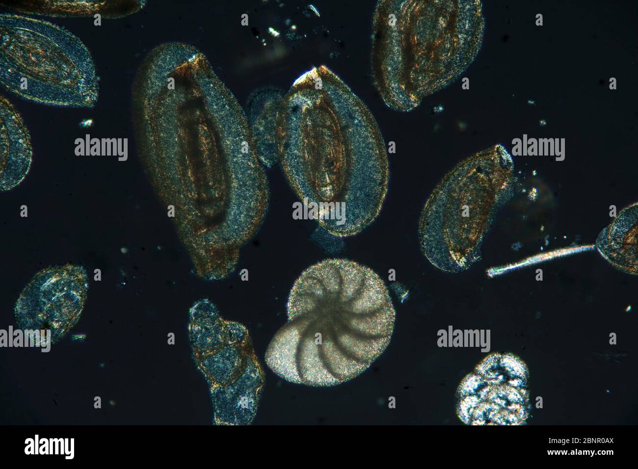 Foraminifera ameboid protists aus der Adria, photomicrograph in Kreuz ...