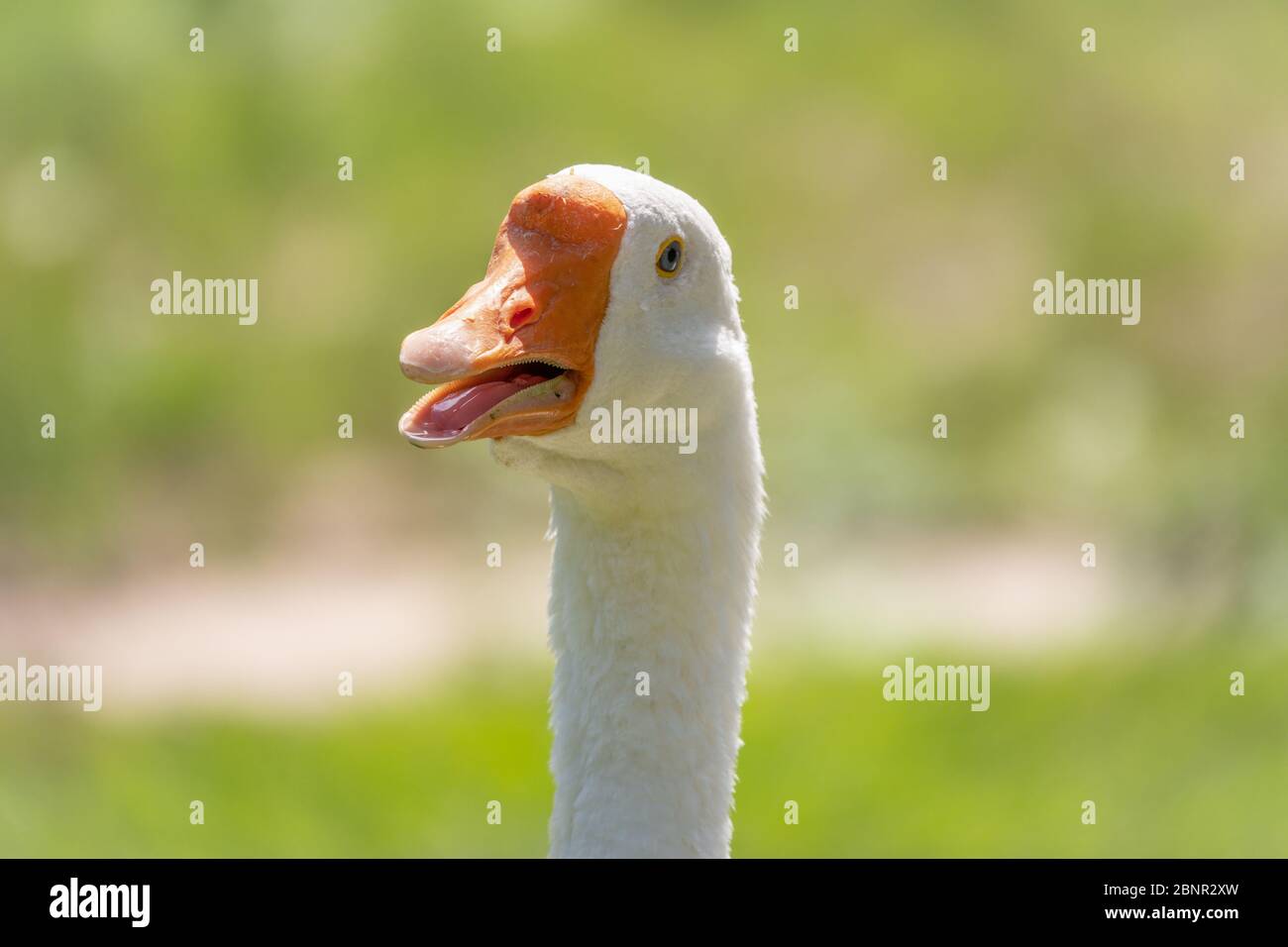 Porträt der Hausgans, Anser cygnoides domesticus, im Profil auf grünem ...