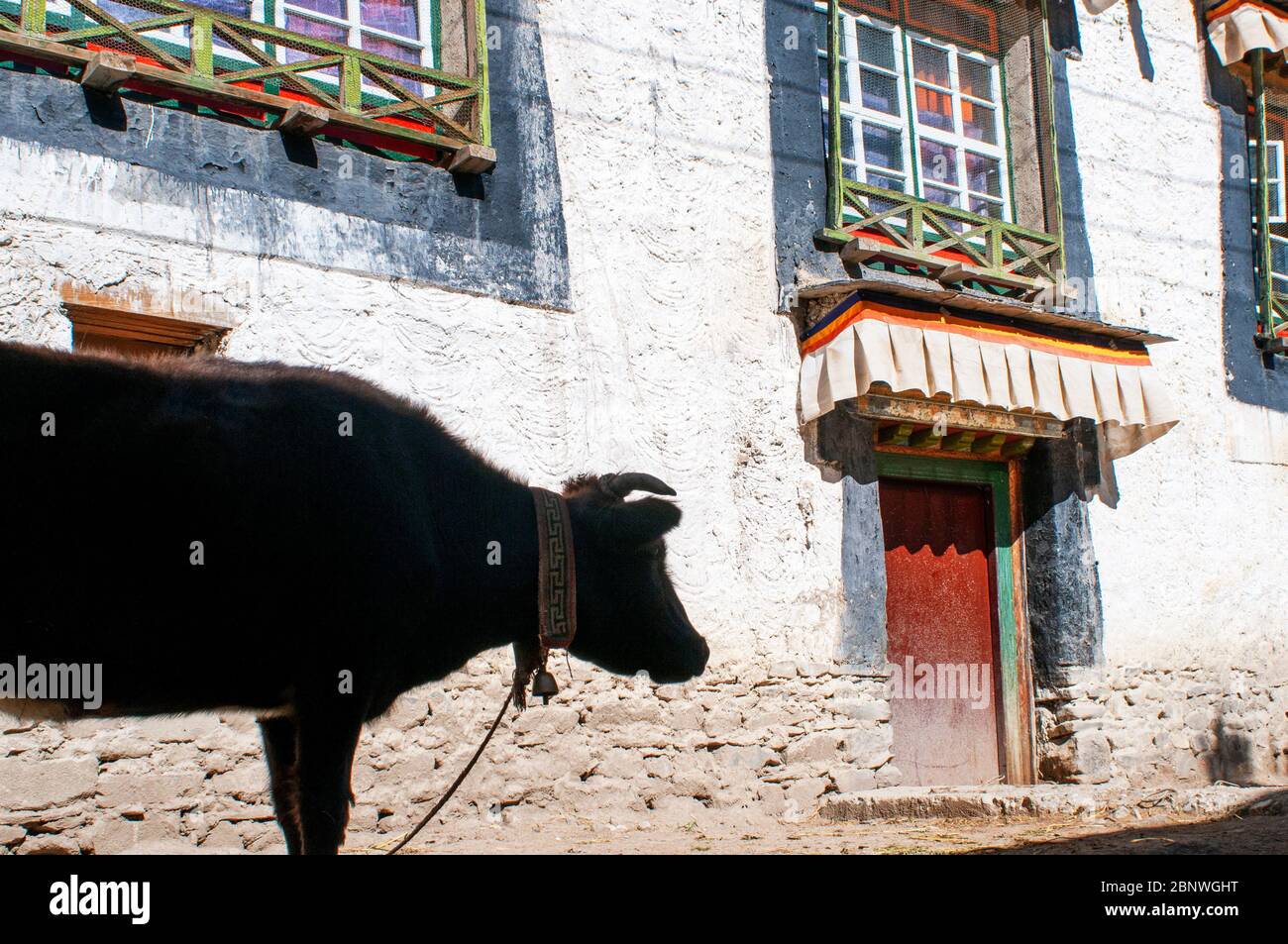 Kuh in den Straßen von Gyantse Dorf oder Gyangze Stadt, Tibet, China ...