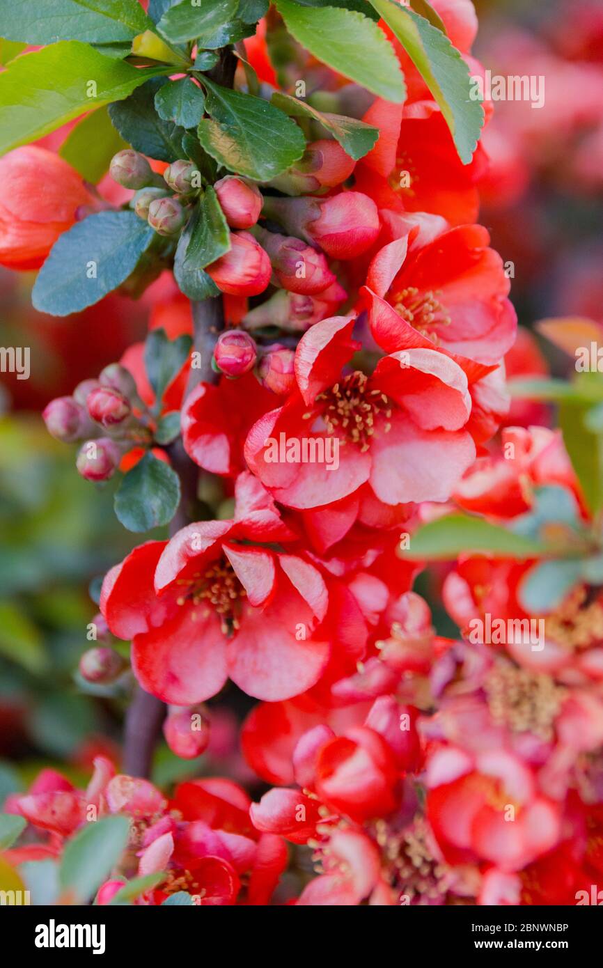 Aquarell quitte -Fotos und -Bildmaterial in hoher Auflösung – Alamy