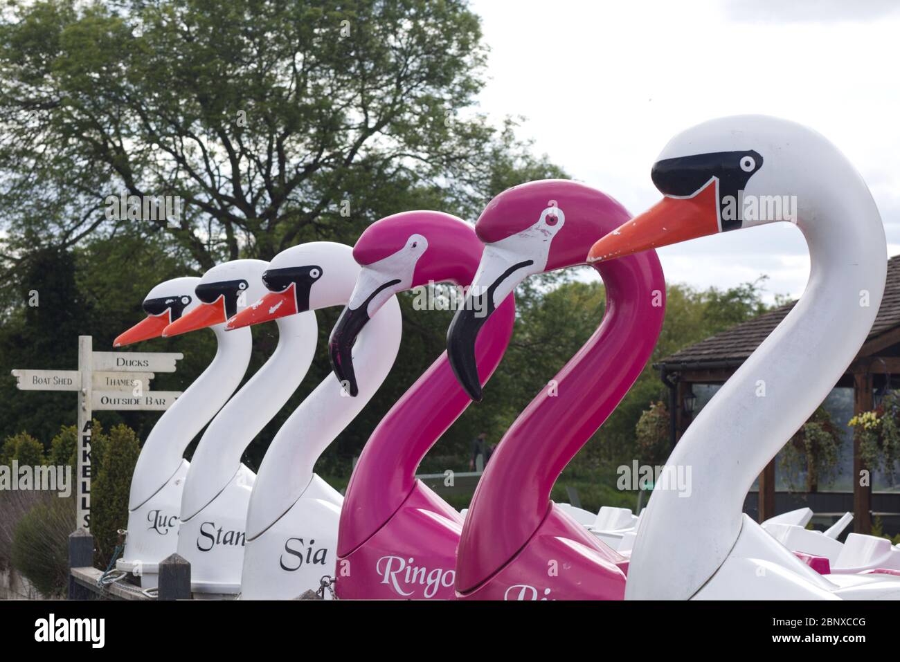 Tretboot schwan -Fotos und -Bildmaterial in hoher Auflösung – Alamy