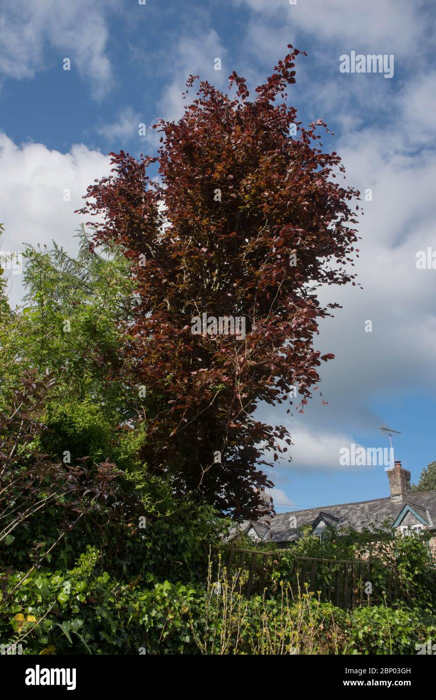 Columnar tree -Fotos und -Bildmaterial in hoher Auflösung – Alamy