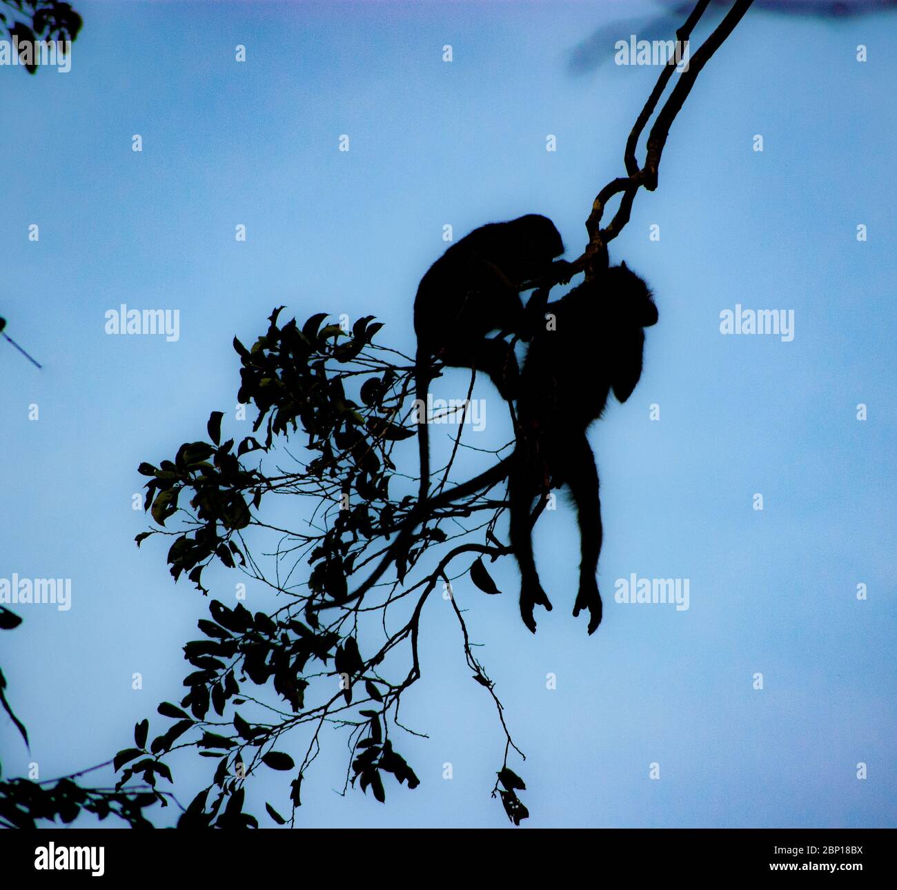 Silhouette von affen in einem baum -Fotos und -Bildmaterial in hoher ...