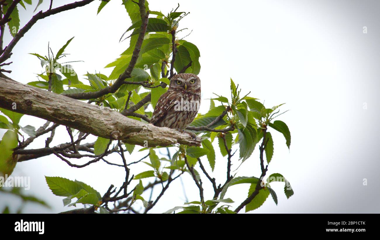 Spatzen eule -Fotos und -Bildmaterial in hoher Auflösung – Alamy