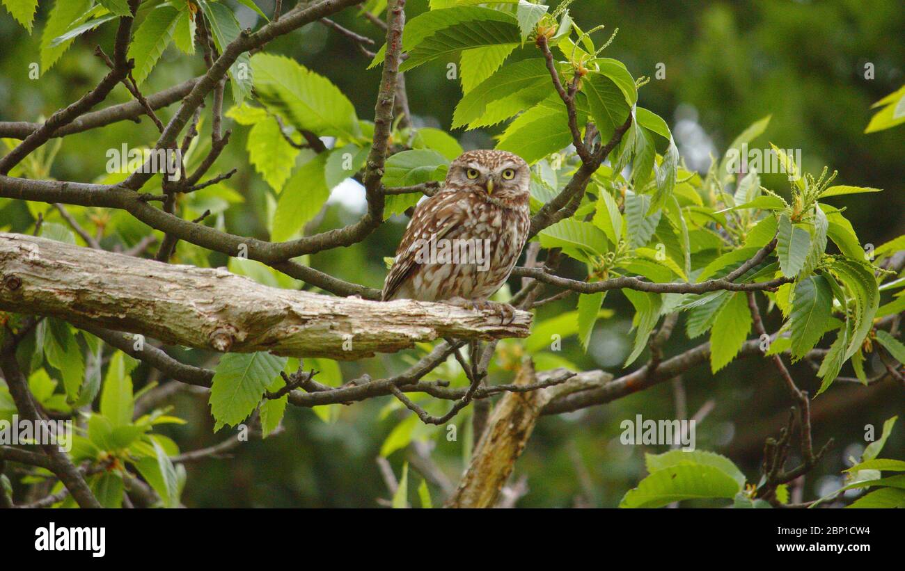 Eule und lerche -Fotos und -Bildmaterial in hoher Auflösung – Alamy
