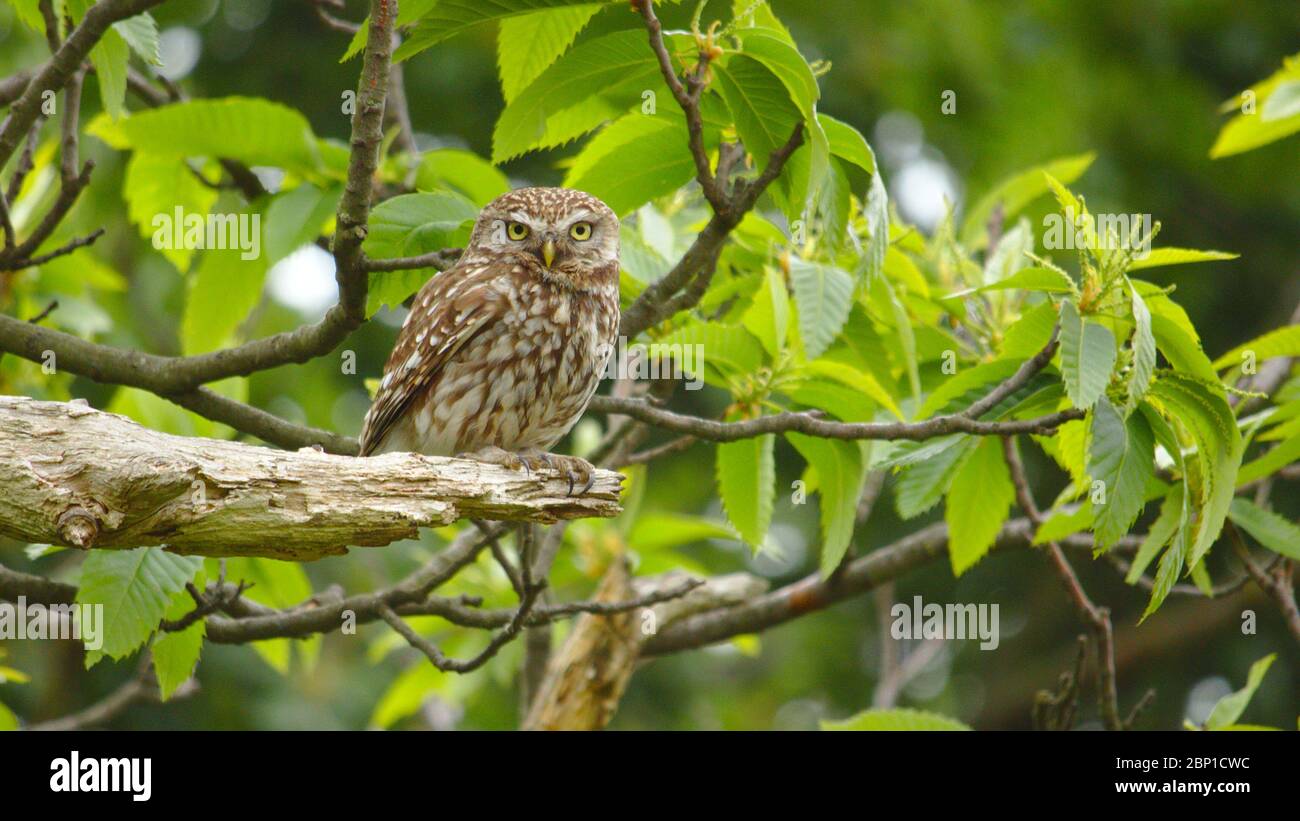 Spatzen eule -Fotos und -Bildmaterial in hoher Auflösung – Alamy