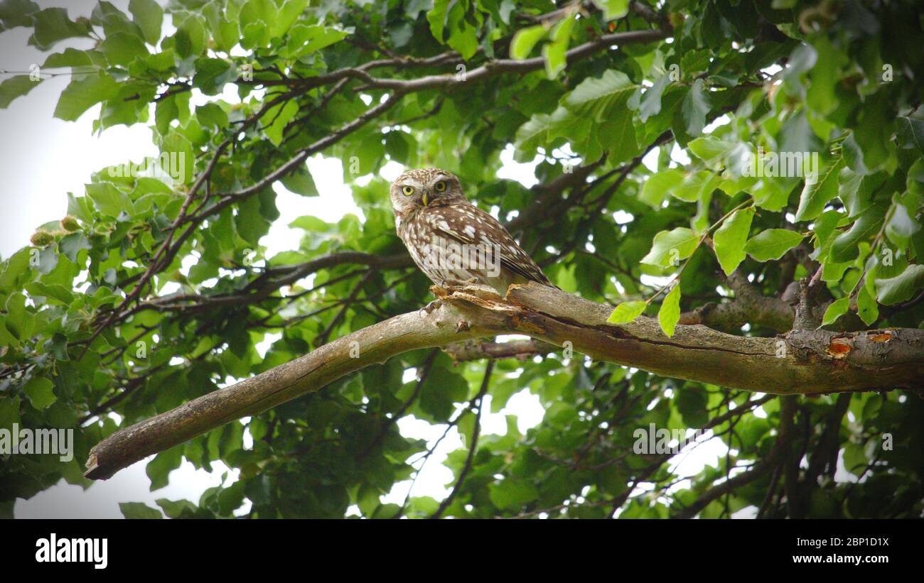 Spatzen eule -Fotos und -Bildmaterial in hoher Auflösung – Alamy