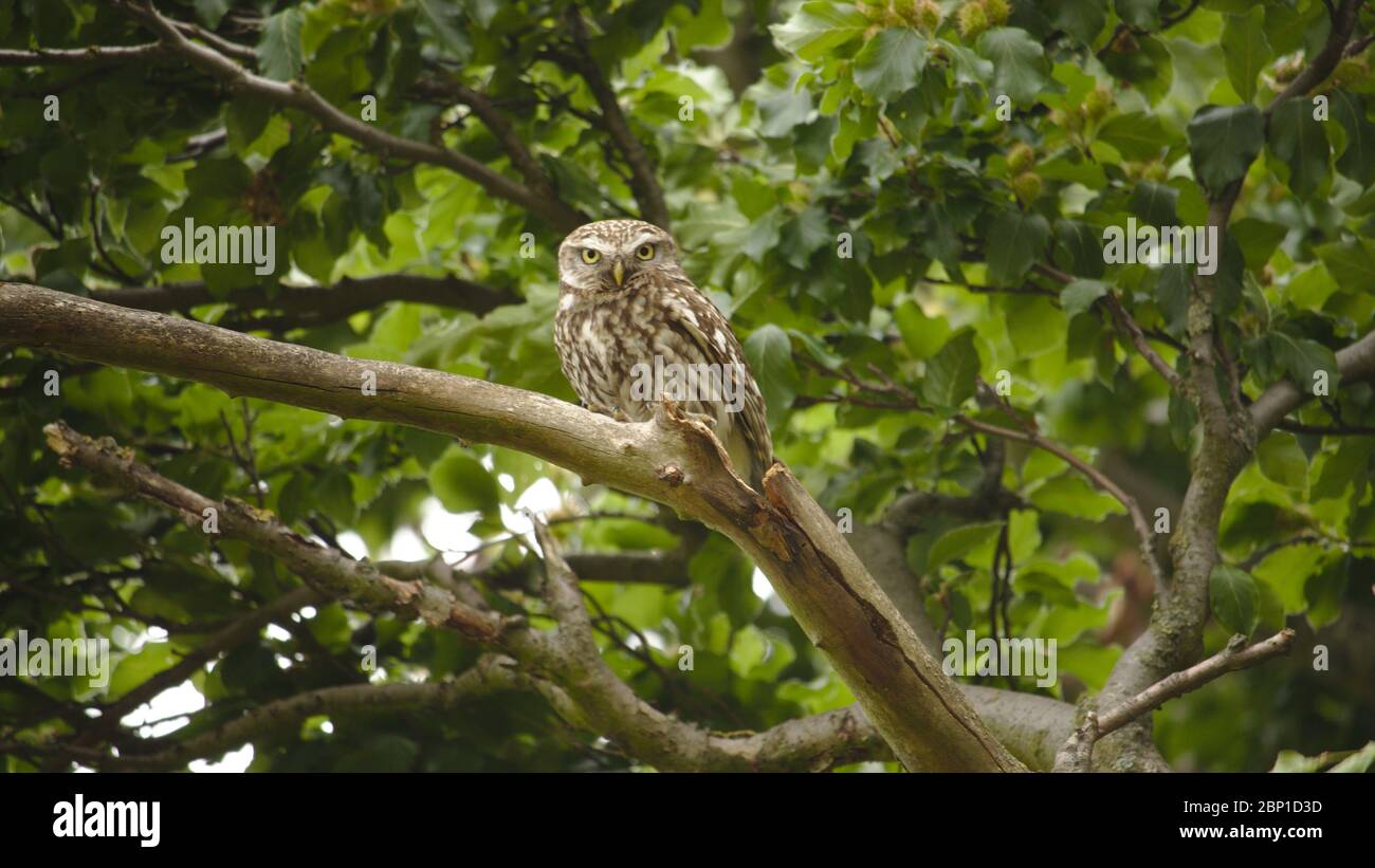 Eule und lerche -Fotos und -Bildmaterial in hoher Auflösung – Alamy