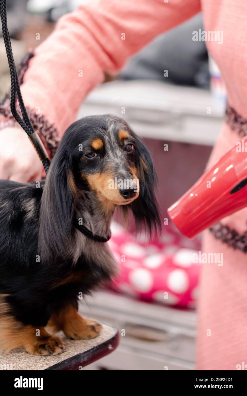 Long hair dachshund -Fotos und -Bildmaterial in hoher Auflösung – Alamy