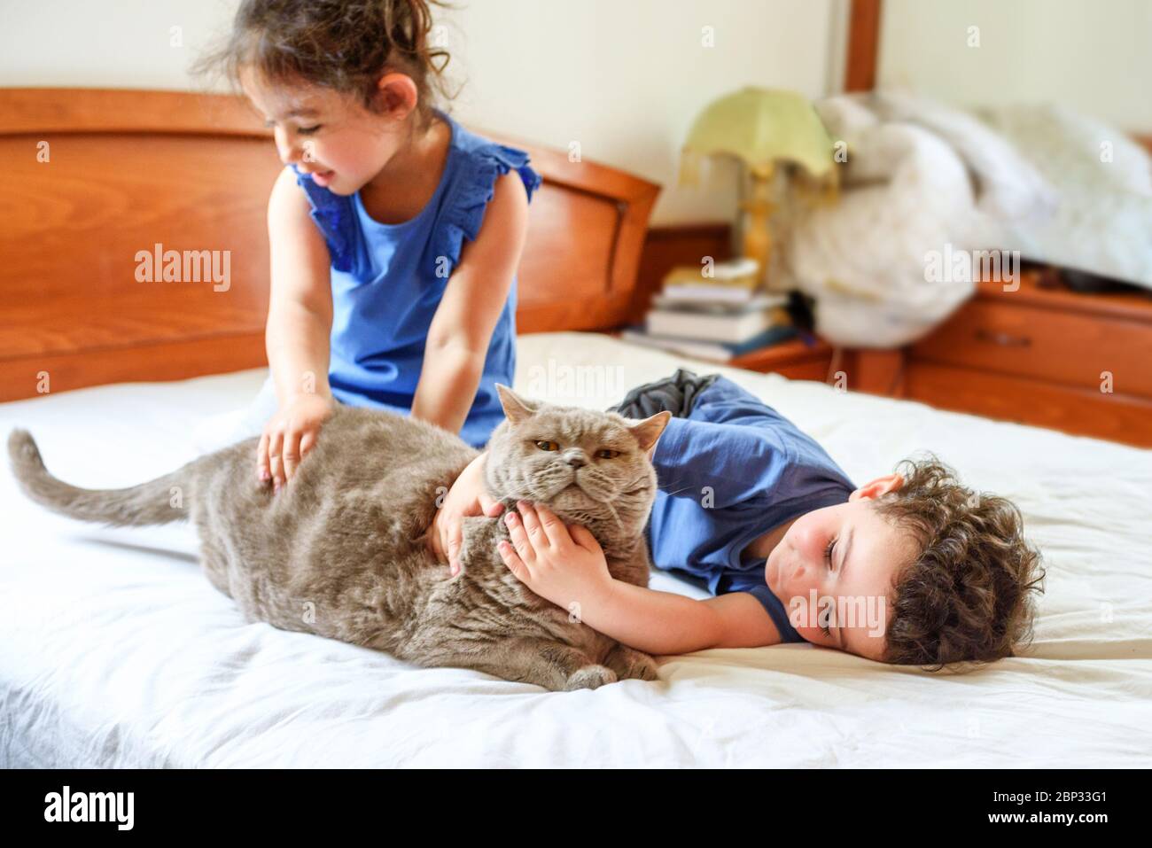 Britische Katze Stockfotos und -bilder Kaufen - Alamy