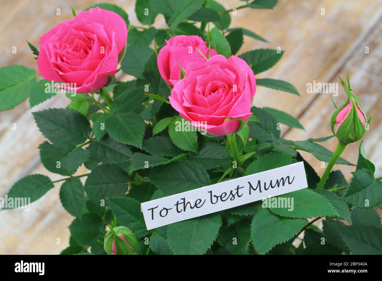 Meine mutter ist die beste -Fotos und -Bildmaterial in hoher Auflösung ...