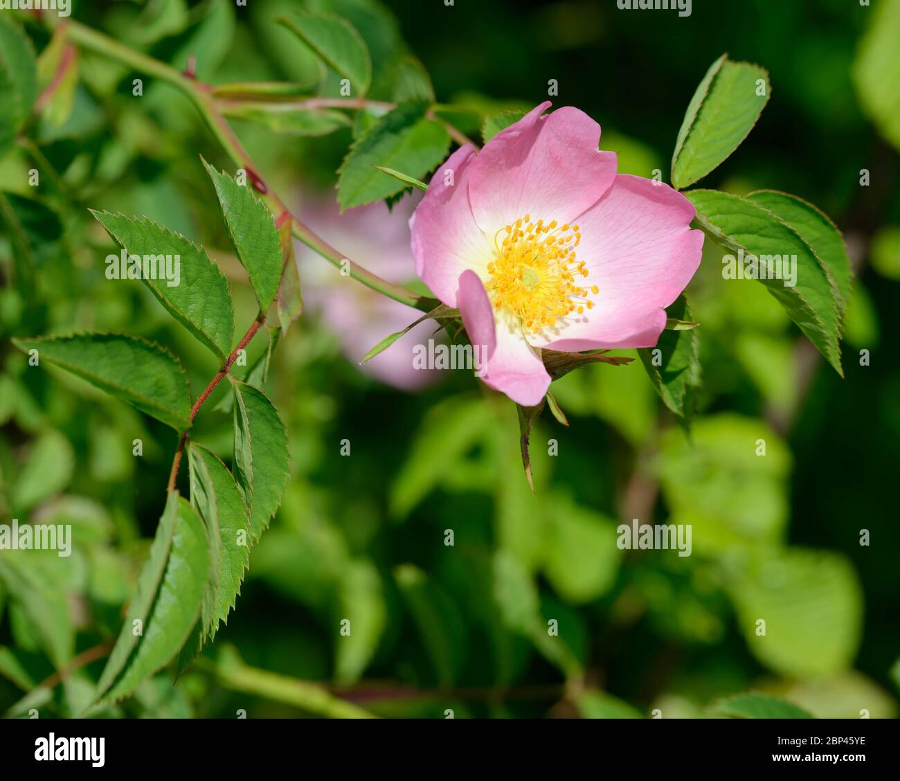 Rosa Canina Stockfotos und -bilder Kaufen - Alamy