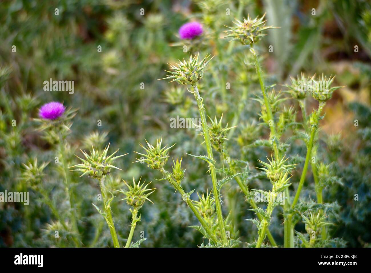 Disteln und dornen -Fotos und -Bildmaterial in hoher Auflösung – Alamy