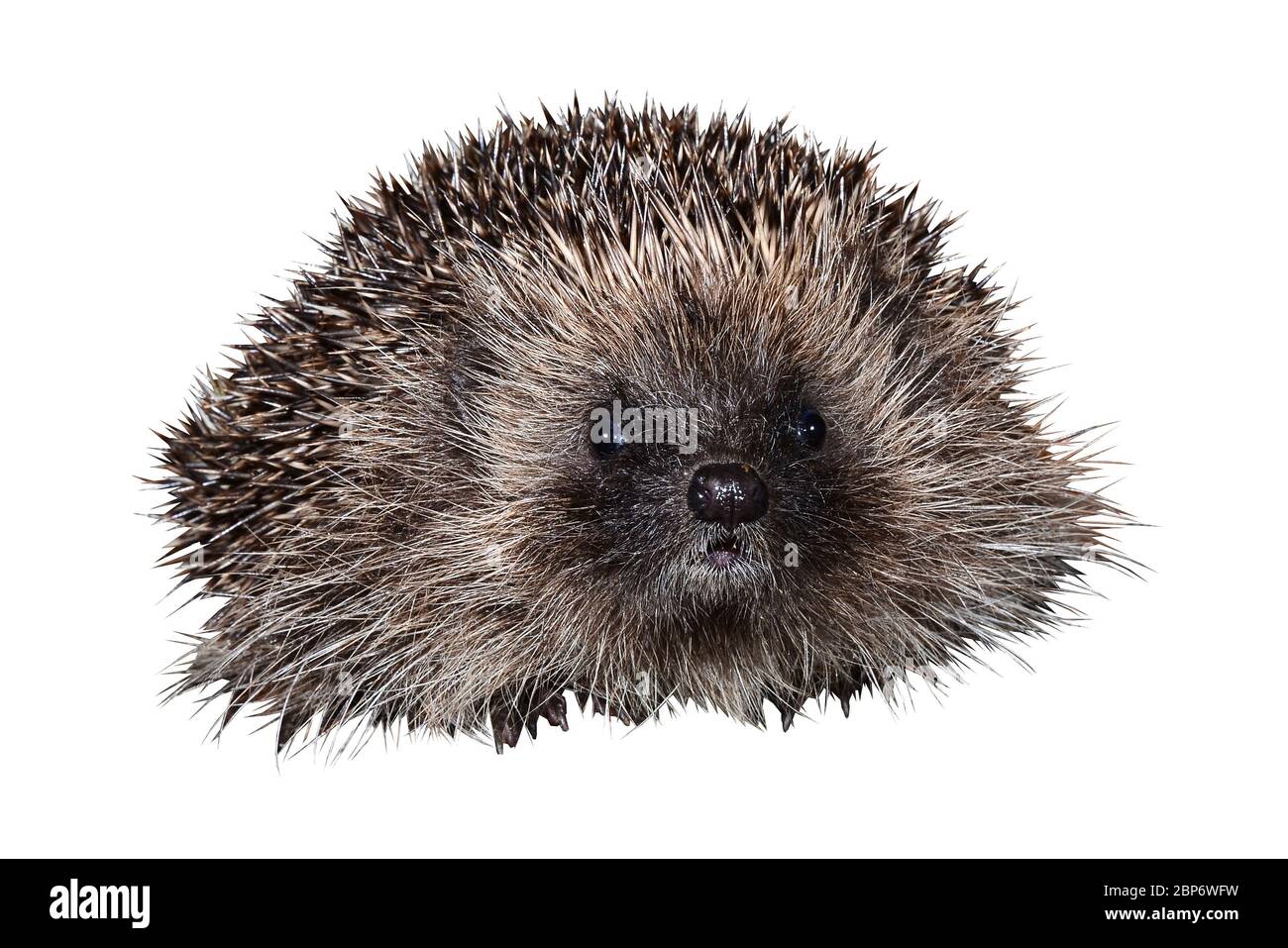 Igel igel -Fotos und -Bildmaterial in hoher Auflösung – Alamy