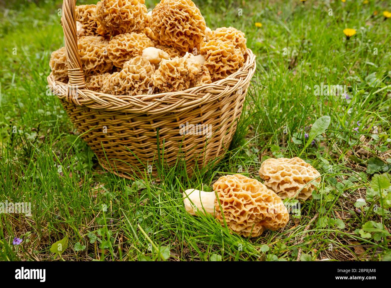 Köstlicher wilder pilz -Fotos und -Bildmaterial in hoher Auflösung – Alamy